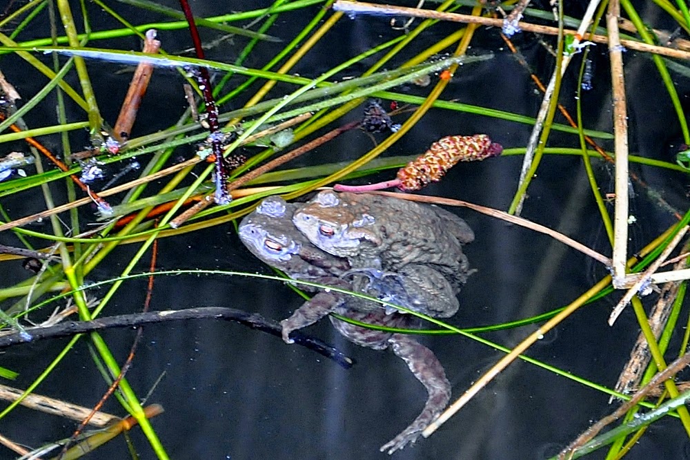 rambles with a camcorder: Toads doing what toads do during Spring