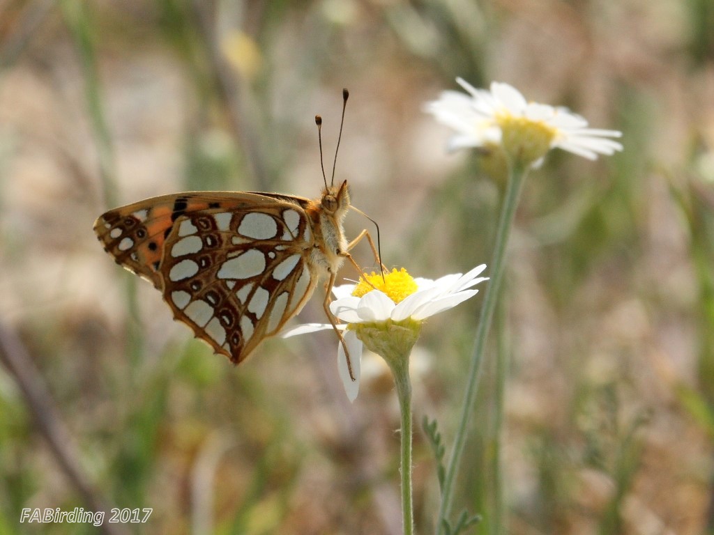 Wildlife Watching with FAB.: Northern Greece - Butterflies.