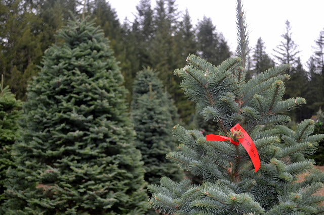 How to Pick the Perfect Christmas Tree