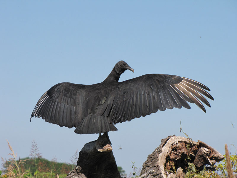 Aves de mi región santafesina: JOTE CABEZA NEGRA - Coragyps atratus