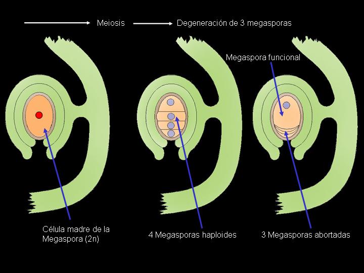 Biologia 1: Reproducción en plantas (I)