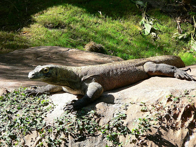 World's Most Dangerous Lizards