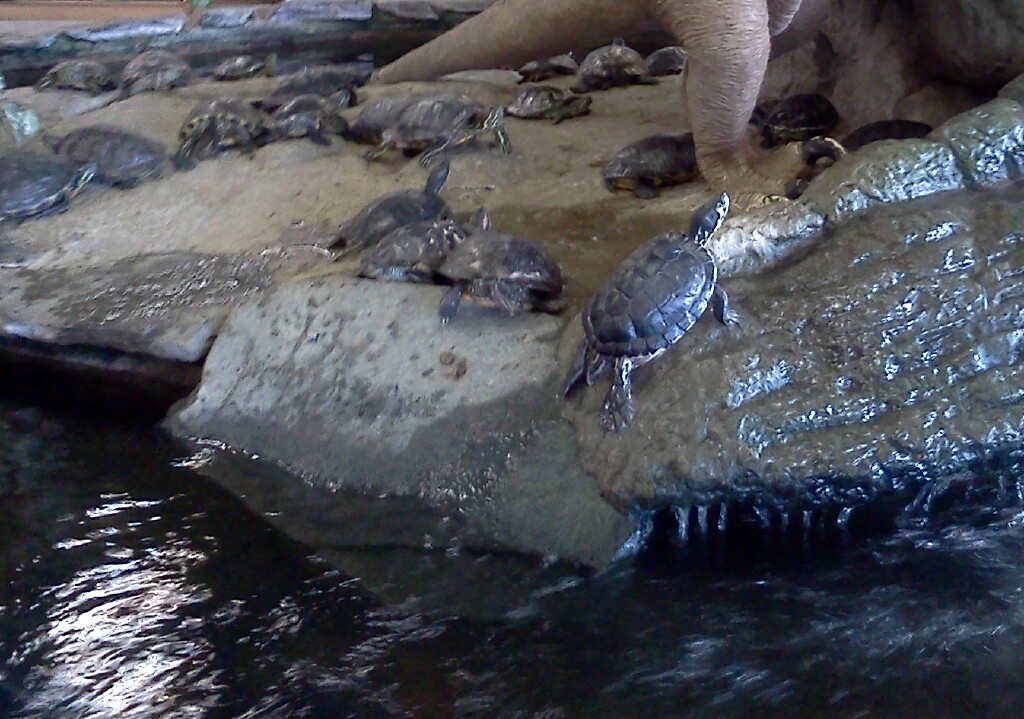 Hummingbird Happiness