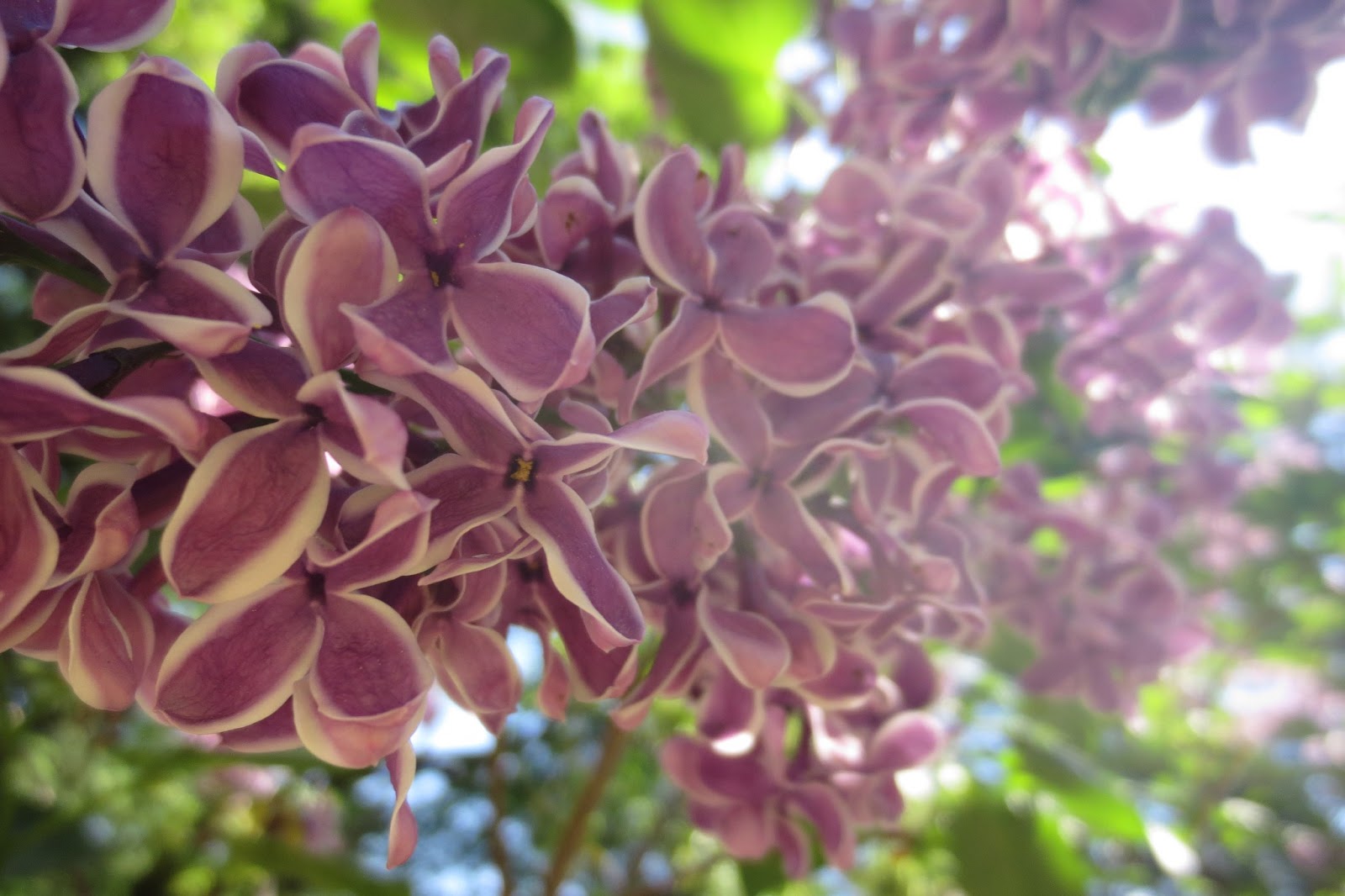 Max Rumaner's Photo Extravaganza