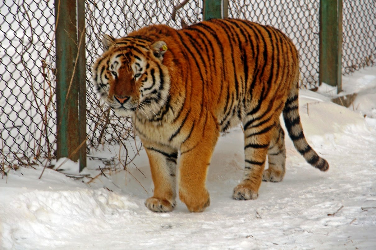 the viewing deck: Harbin Tour last part; Inside the Siberia Tiger Park