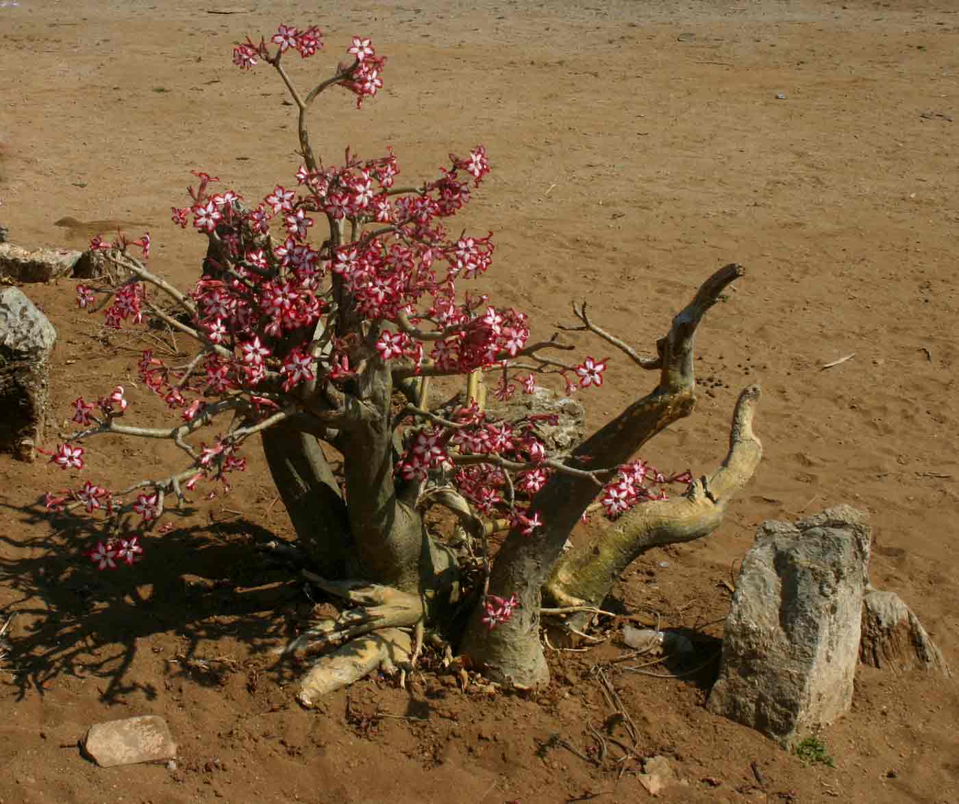 Adenium multiflorum care and culture | Travaldo's blog