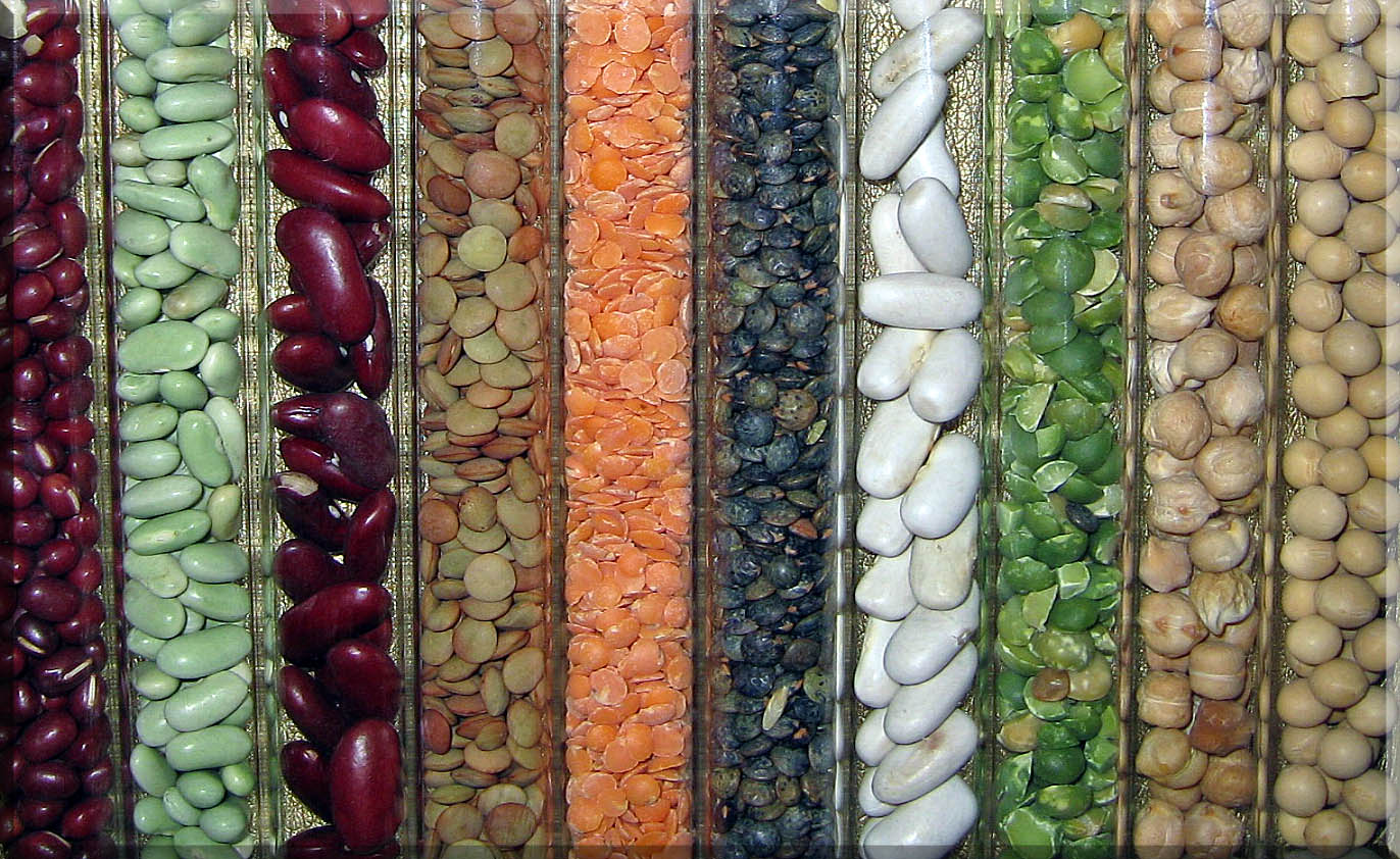 FABULEUSE LÉGUMINEUSE : A QUOI ELLE RESSEMBLE...: FABULEUSES ...