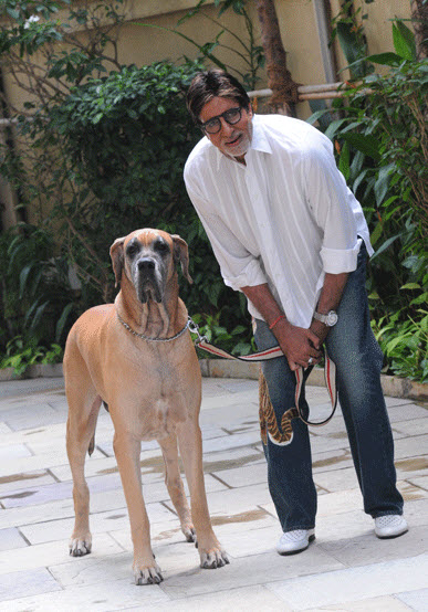 Bollywood Dogs - Find pictures and stories of your favourite Bollywood ...