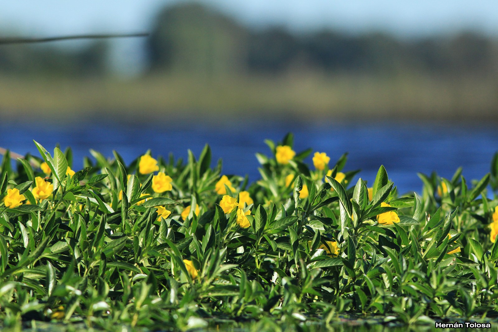 Flora Bonaerense: Duraznillo de agua (Ludwigia peploides)