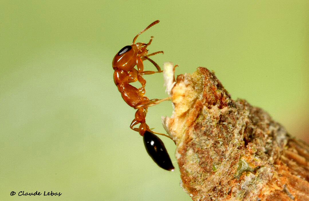 fourmis de Cuba- Hormigas de Cuba- Ants of Cuba: Pseudomyrmex pazosi