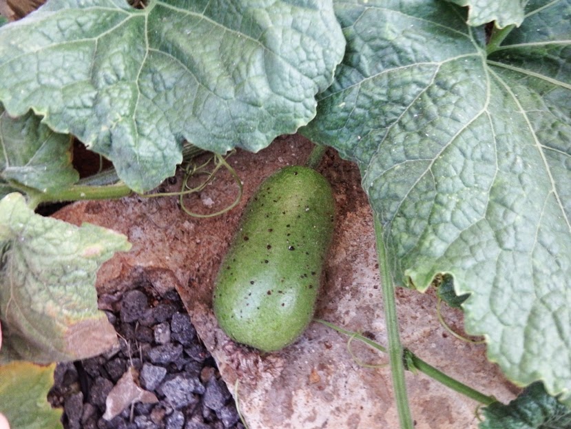 Island Life: Calebasse chinoise - Round II