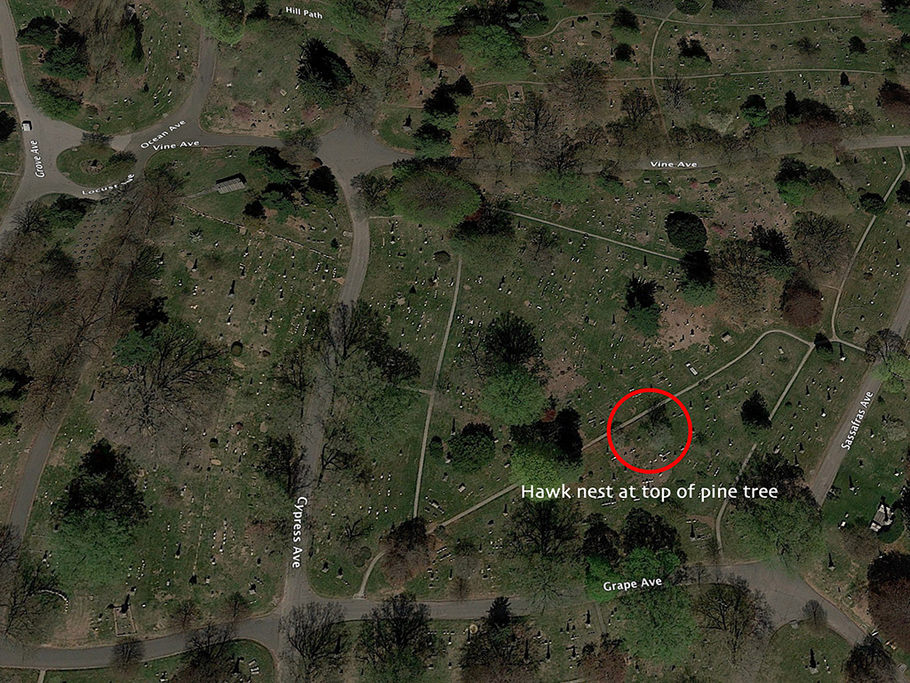 The City Birder: Green-Wood Cemetery Hawks