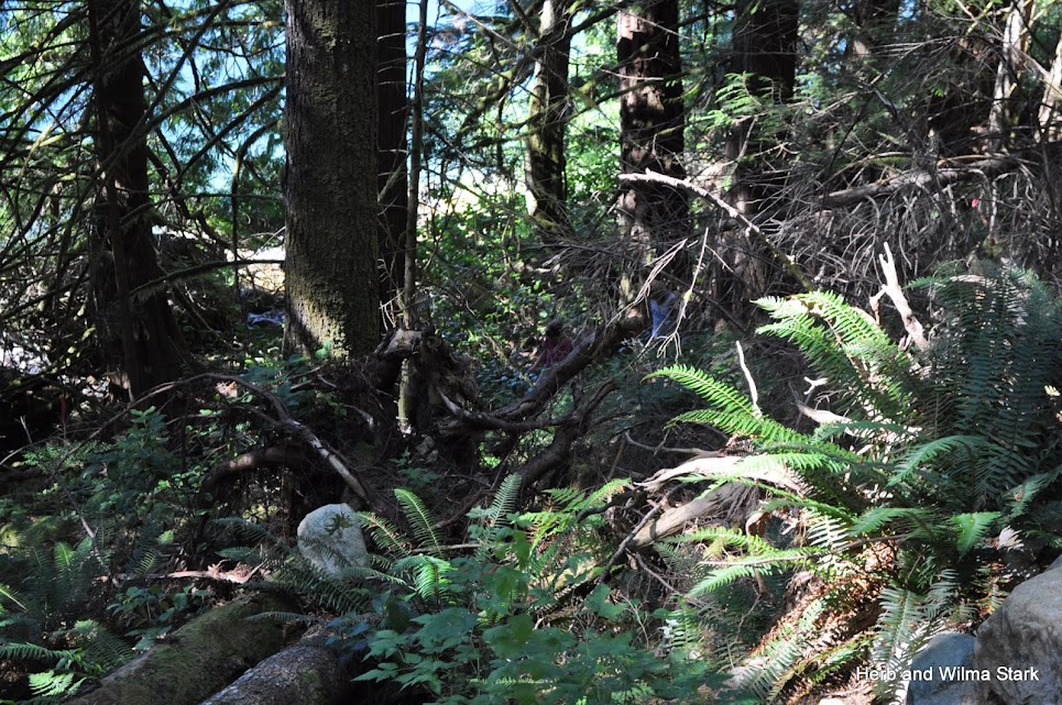 And Willie Said: Exploring Homfray Lodge - 8/3/2012