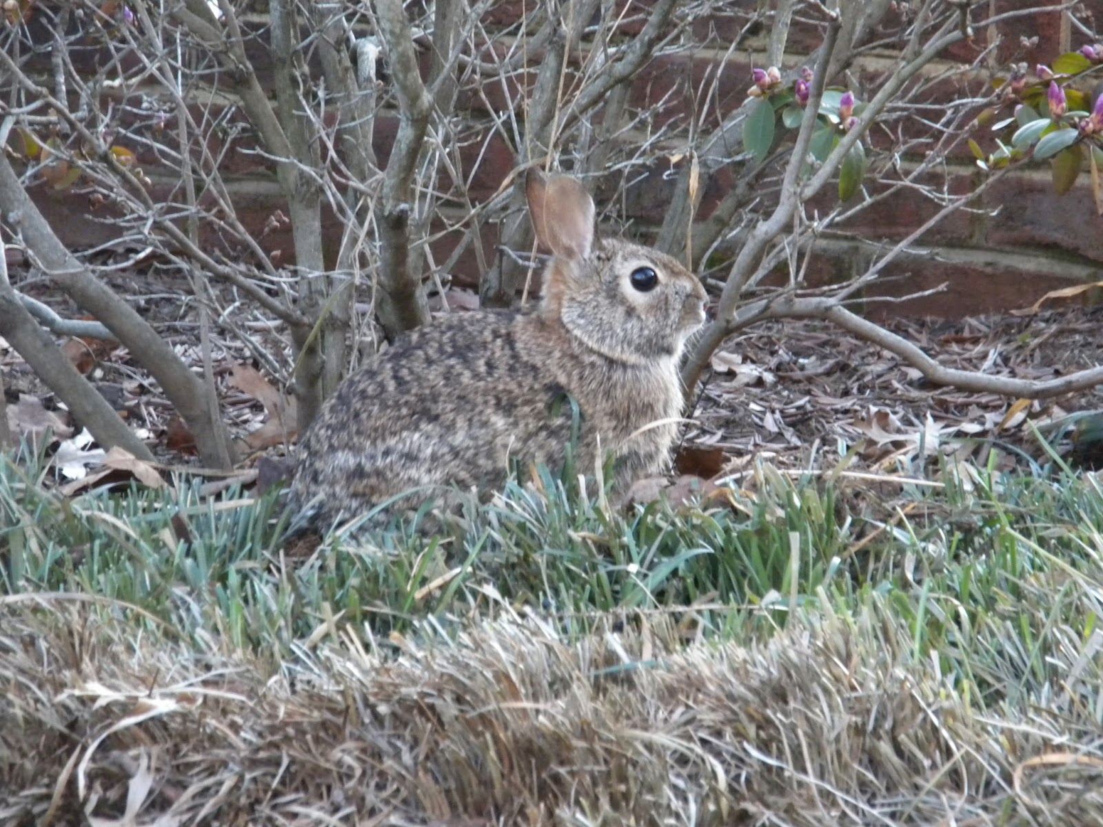 Panoply: Where the Wild Things Are