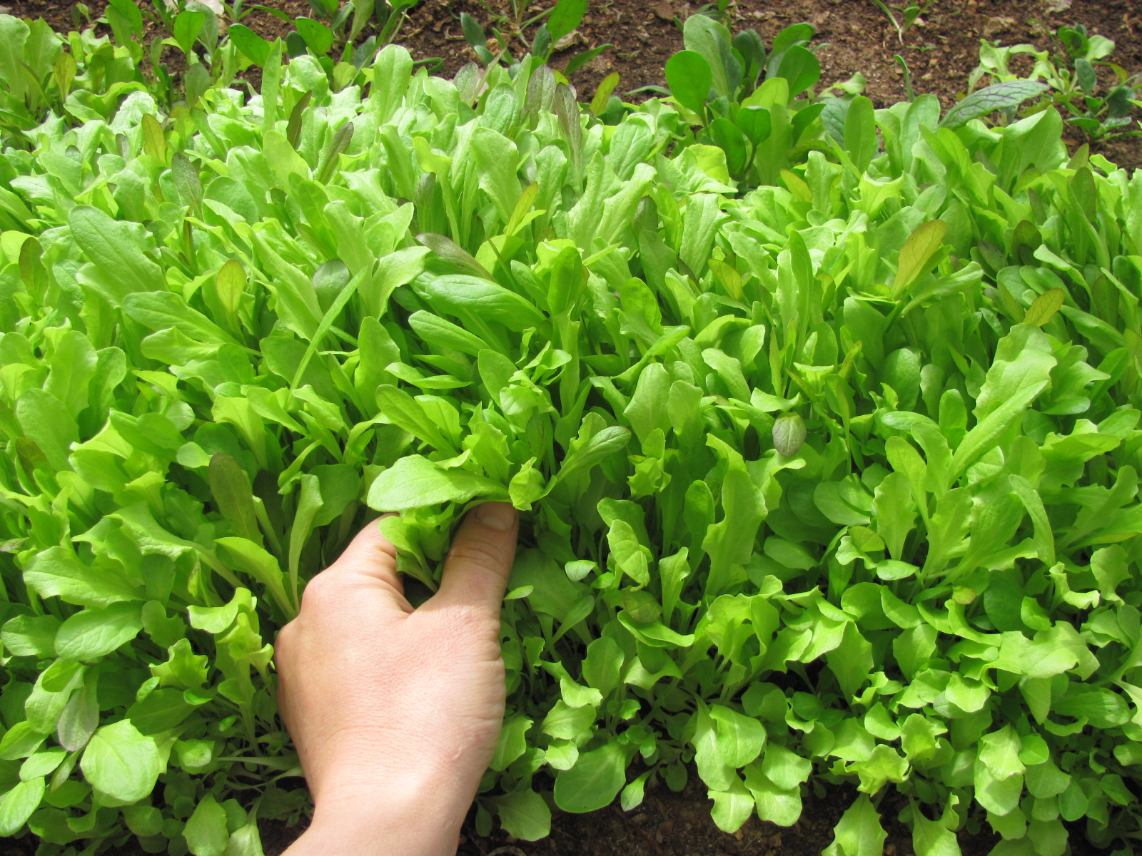 letsugas - philippin news collections