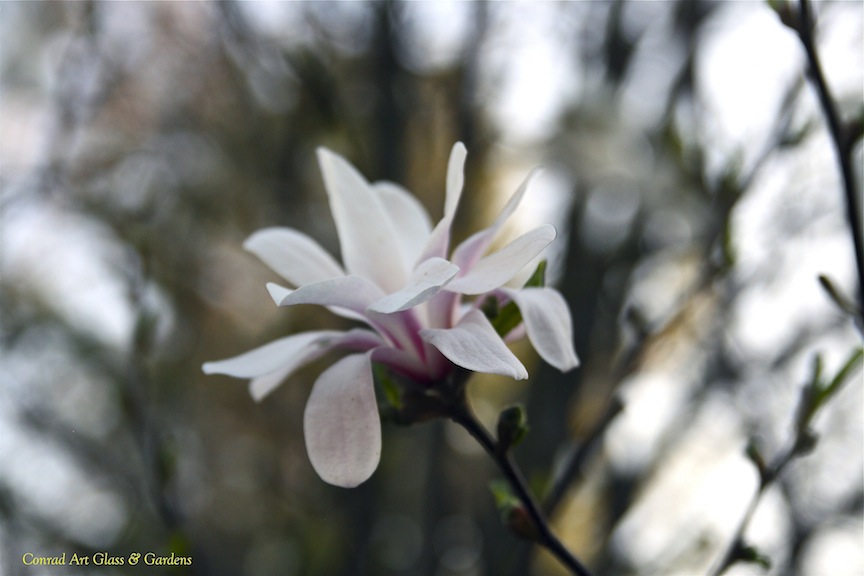 Conrad Art Glass & Gardens: Magnolias