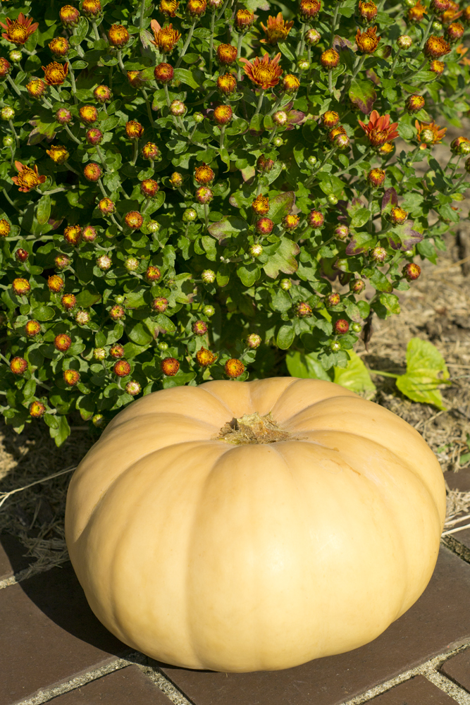 The World in My Kitchen: How to Make Fresh Pumpkin Puree