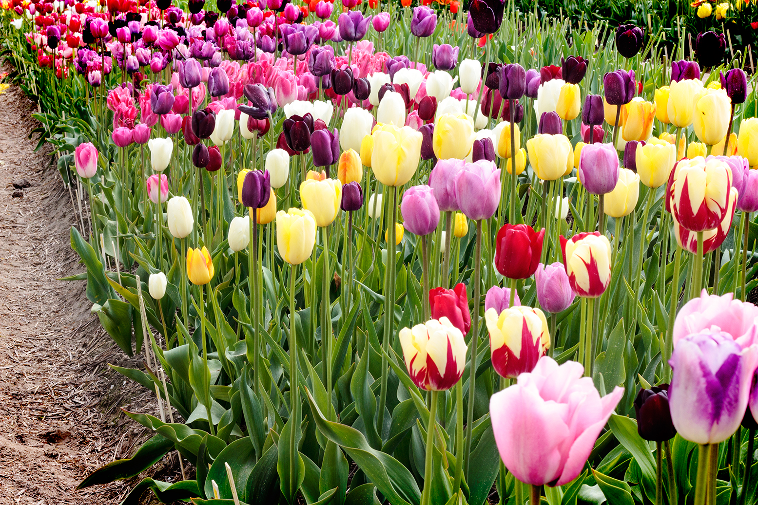 WEEKEND VIBES | TULIP FESTIVAL | Wit Konijn