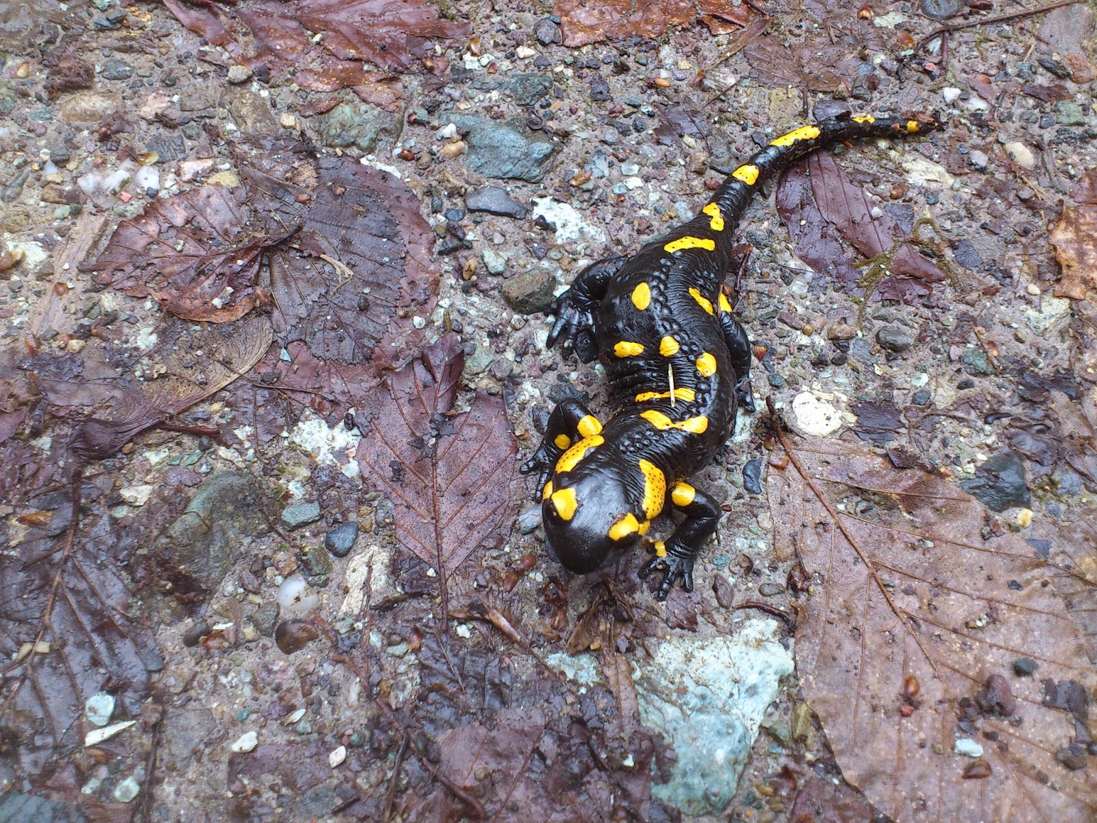 PASARI DIN ROMANIA: AMFIBIENI, Broaste, salamandre, tritoni