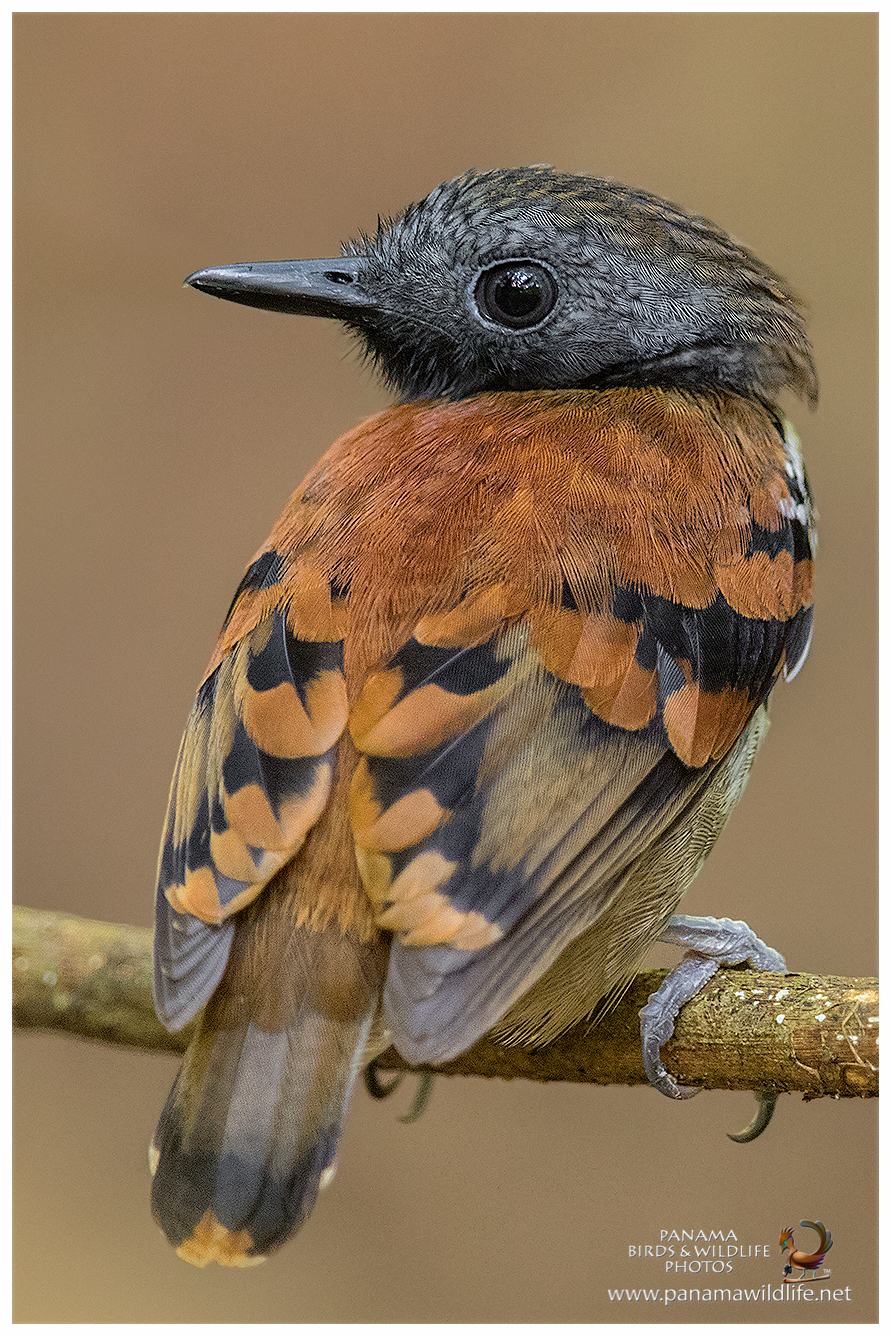 Featured species: Rufous Soft-furred Spiny-rat (Diplomys labilis)