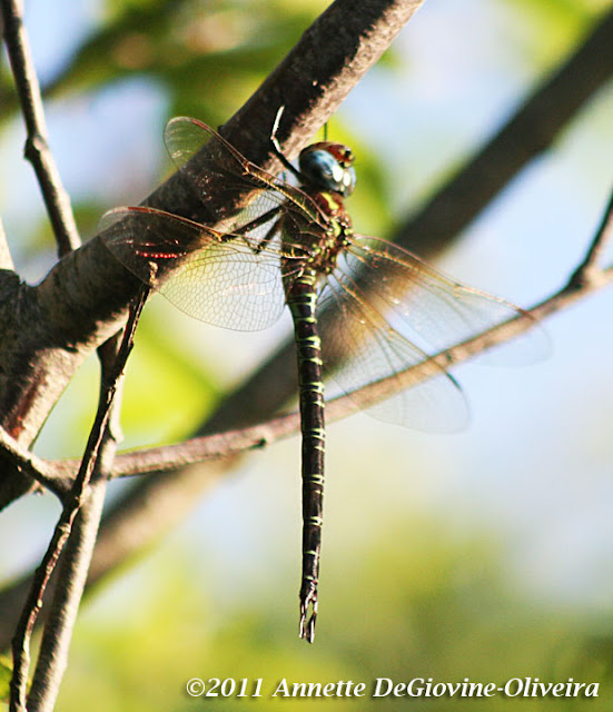 Dragonfly Dazed: Swamp Darners (Epiaeschna heros) on Fire Island