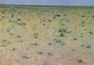 Al cuidado y conservación del planeta: El sobrepastoreo