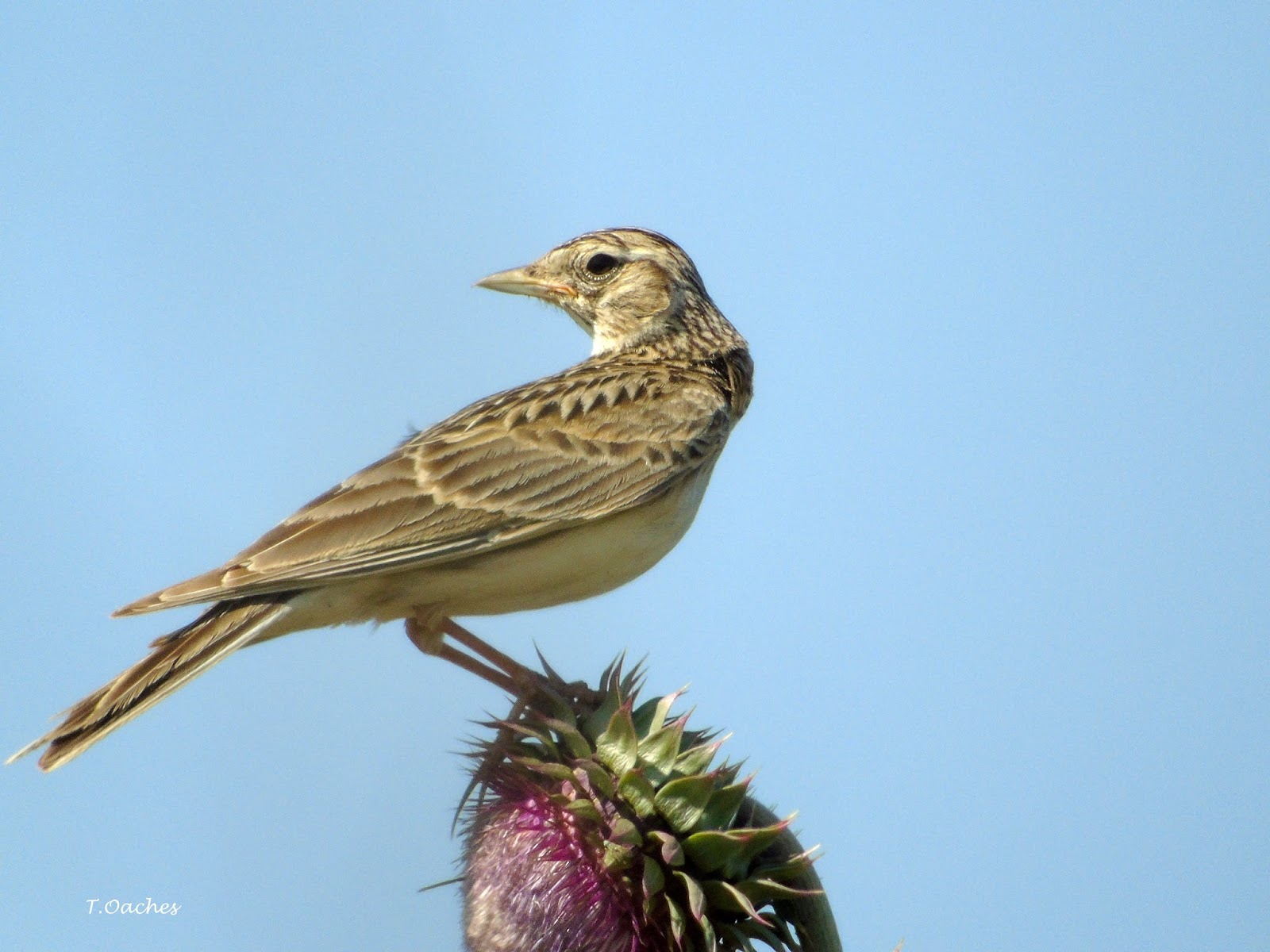 PASARI DIN ROMANIA: CIOCARLIA DE CAMP, Alauda arvensis