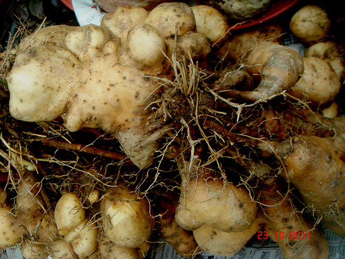 POHON UNTUK KEHIDUPAN ANDA: GEMBILI ( jawa MBILI)