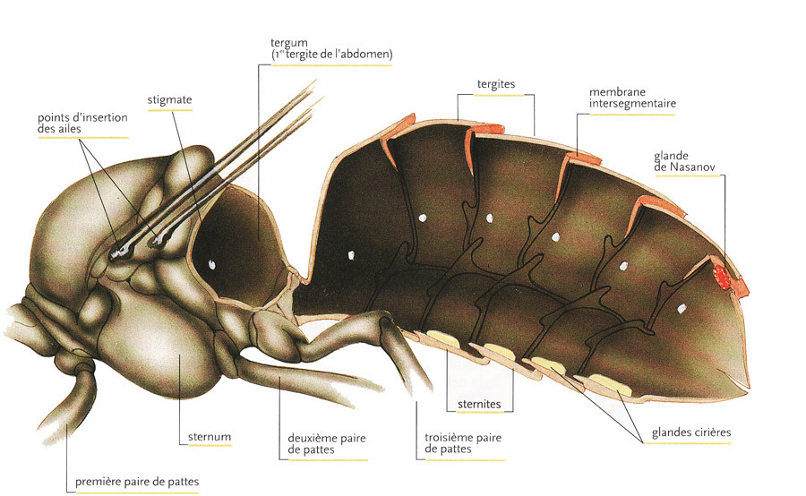 Corona Apicultores: EXOESQUELETO