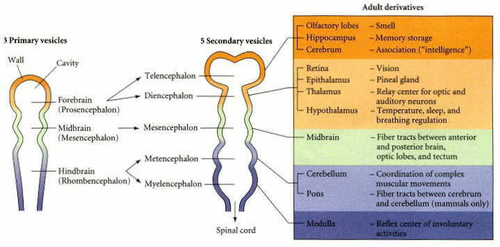 DIFFERENTIATION OF NEURAL TUBE - Chempapy