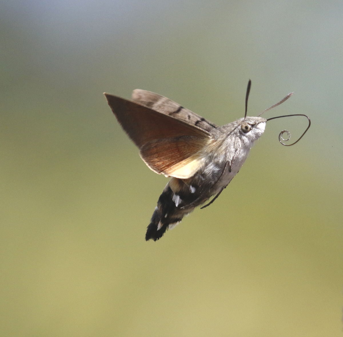 Black Audi Birding: Hummingbird Imposter 12th August 2017