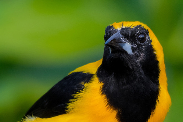 Bellas Aves de El Salvador: Icterus chrysater (chiltota de espalda ...