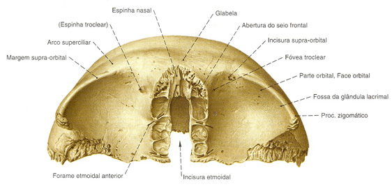 Arte Dentária - estudante de Odontologia: 2- Osso Frontal