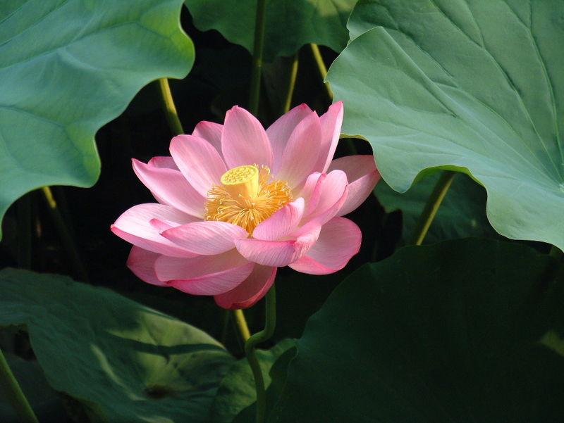 Bunga Seroja atau Lotus