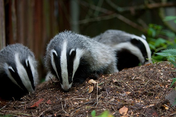 ösvényvándor: a borz
