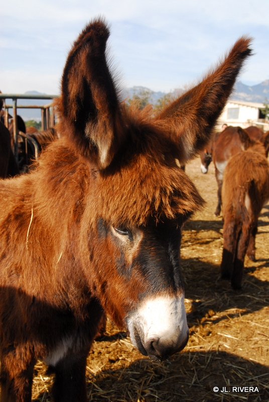 EL BURRO CATALAN. UN EMBLEMA EN PELIGRO DE EXTINCIÓN