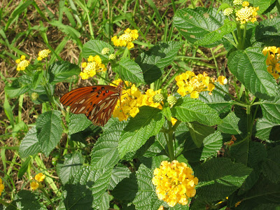 Explorando en el jardín: UN JARDÍN CON MARIPOSAS