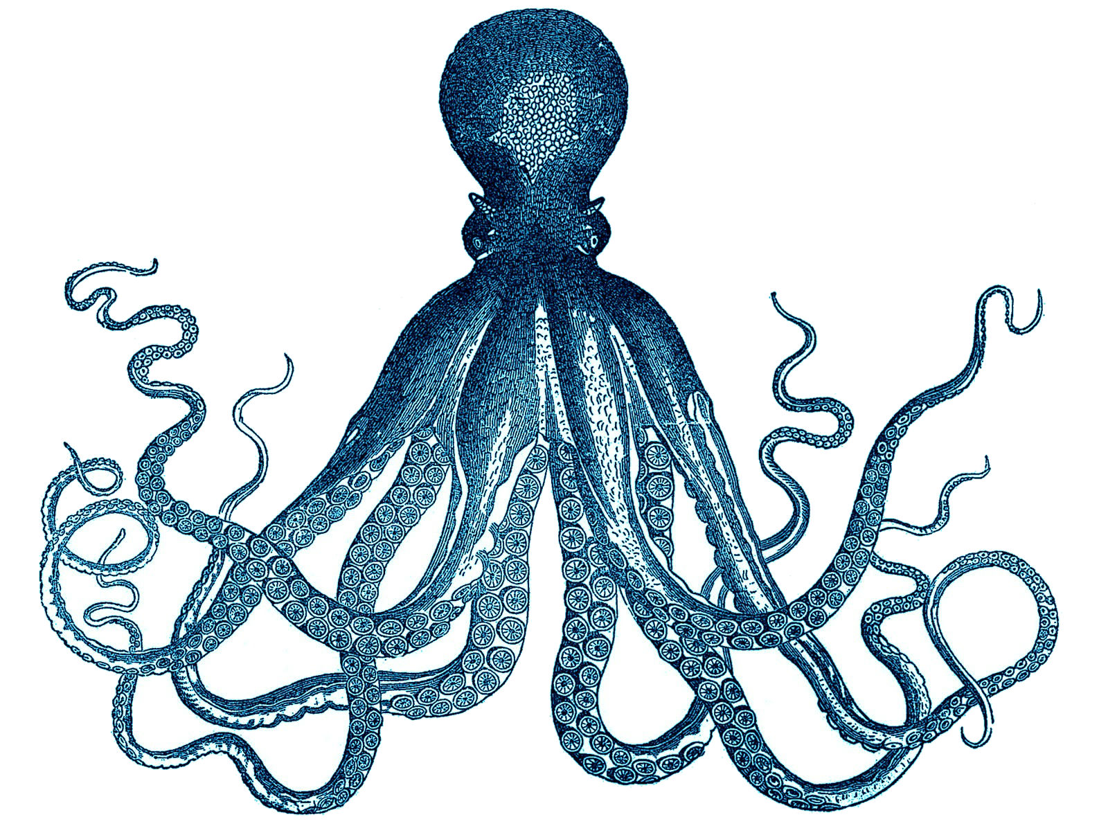 3D Laminate blog: What a business can learn from the Octopus