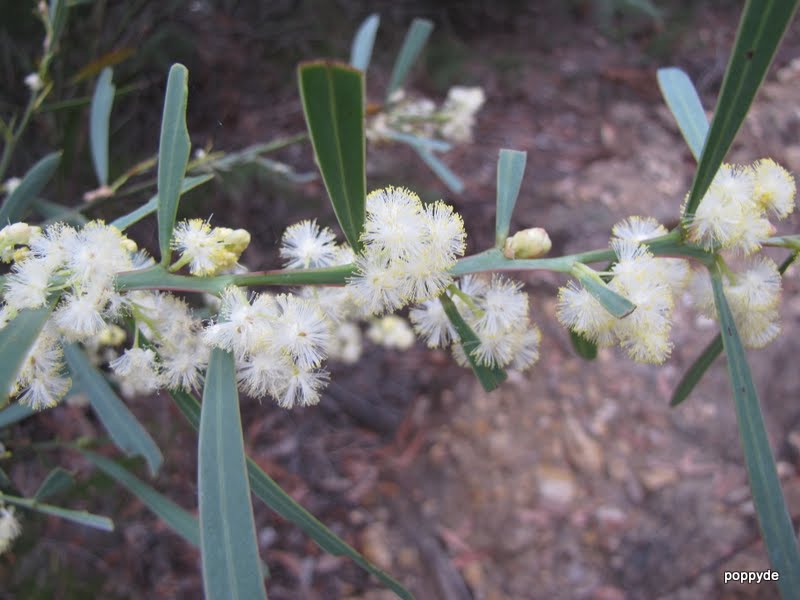 Sydney's Wildflowers and Native Plants: Acacia suaveolens - Sweet Wattle.