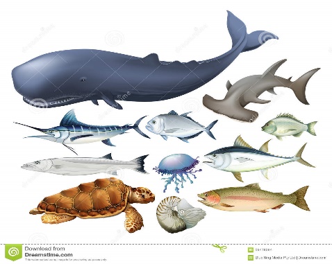 Mundo de Animales : TIPOS DE ANIMALES.