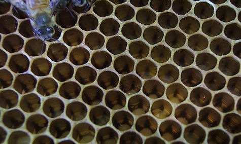 The Presurfer: What Is It About Bees And Hexagons?