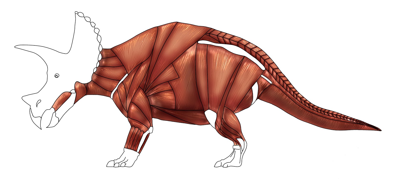Paleo Illustrata: Building a dinosaur: Triceratops myology