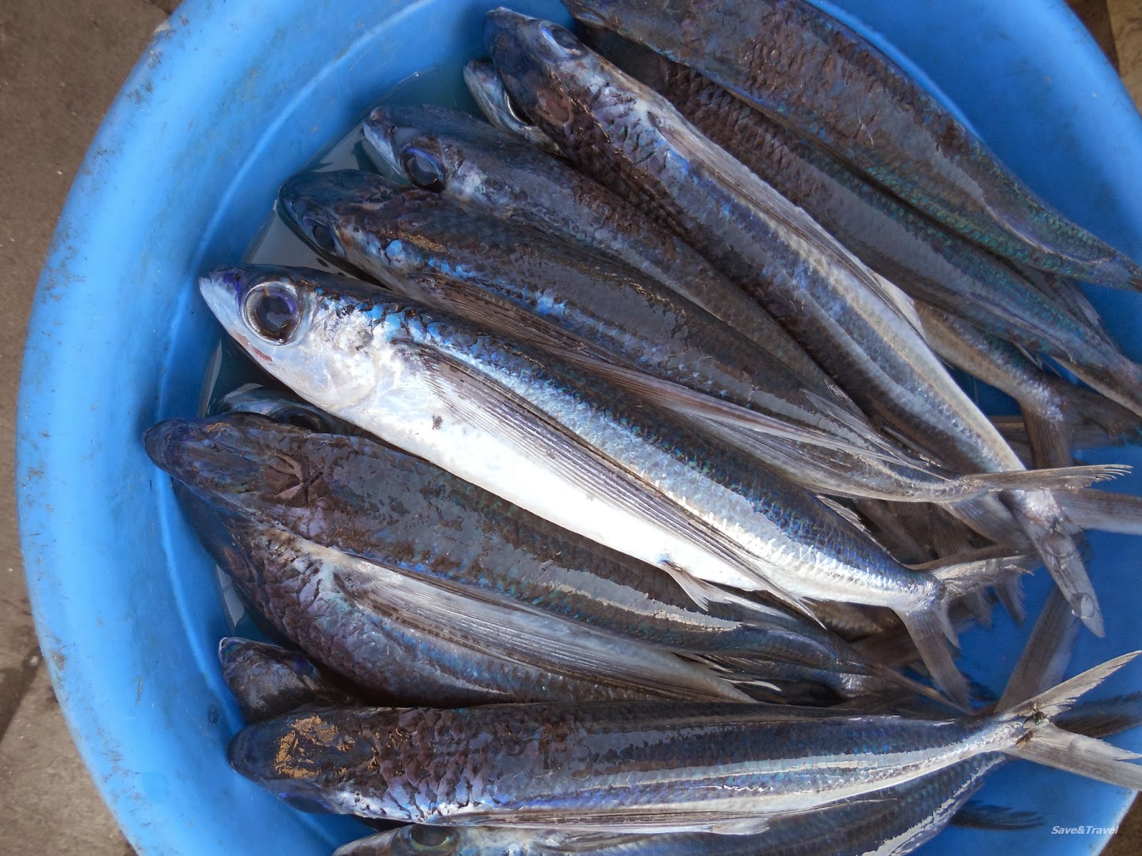 Save & Travel: Batanes - Last Frontier of the North