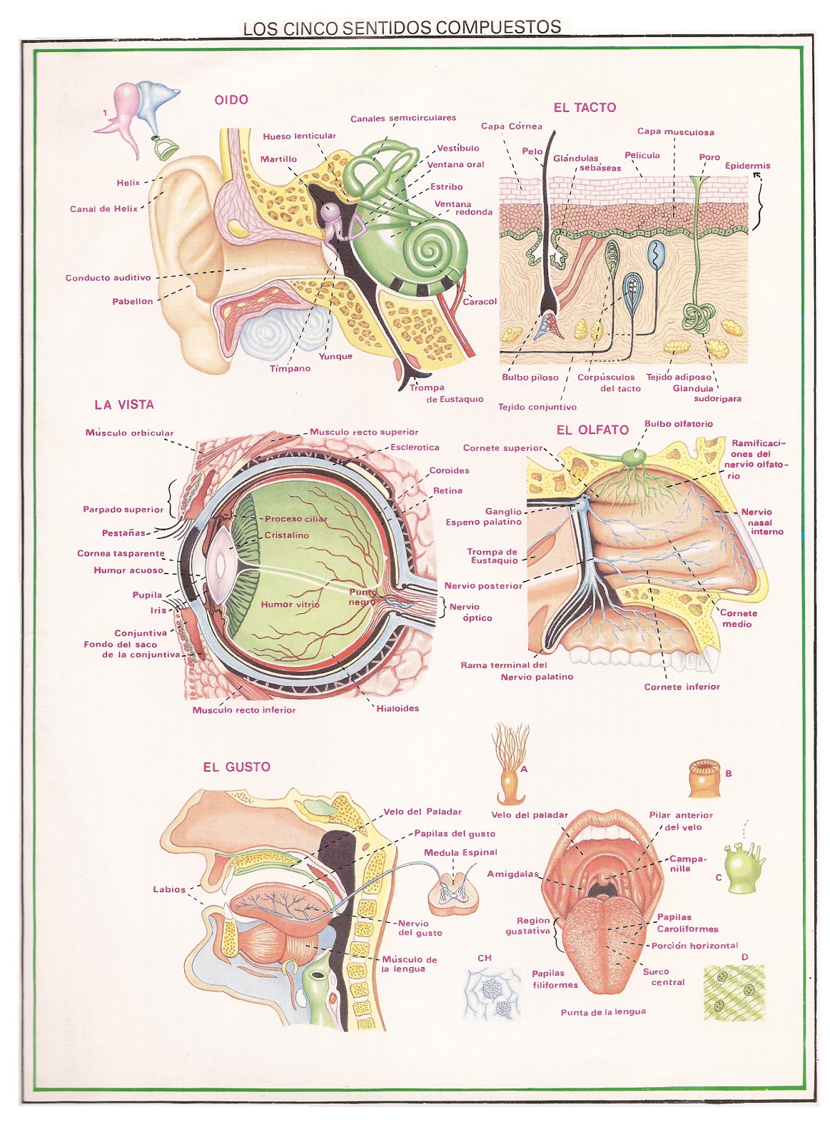 Monografia de los 5 sentidos - Imagui