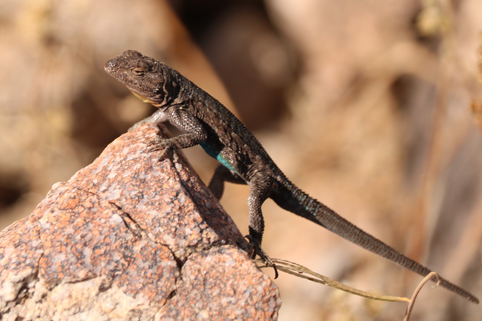 Lizards around Arizona