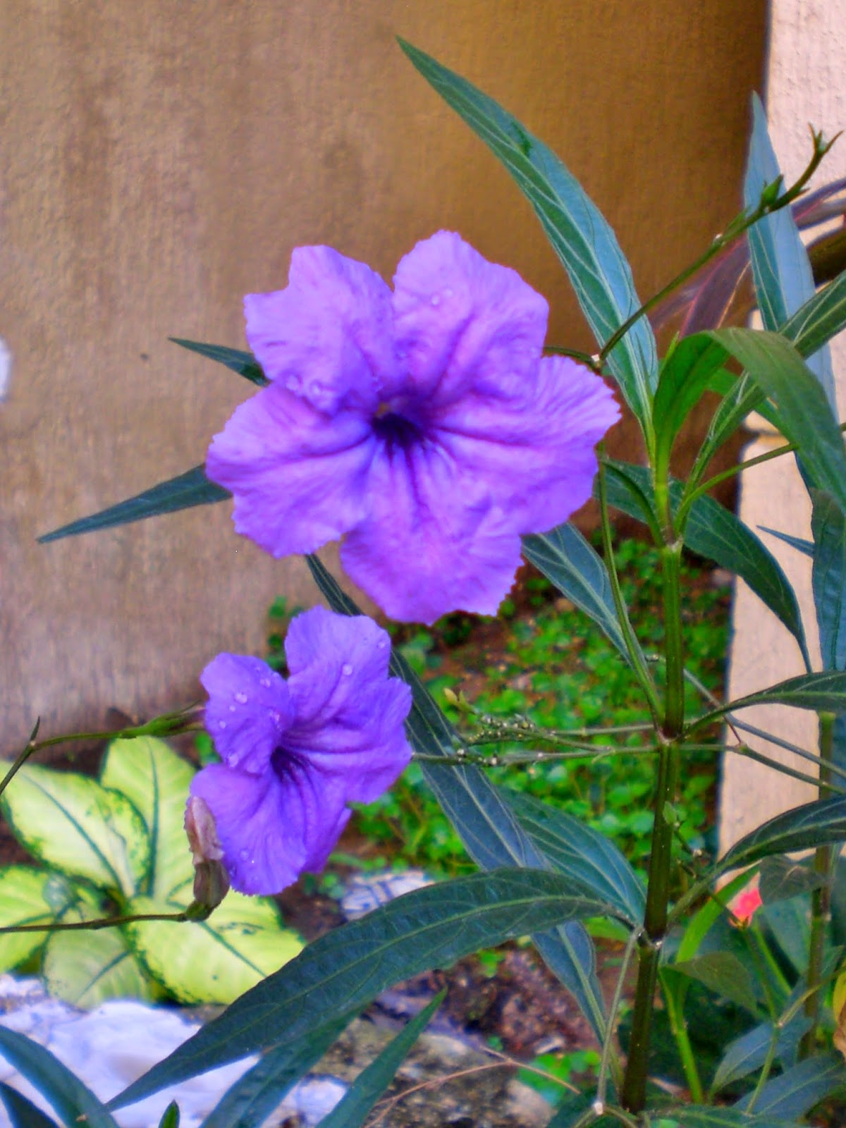 Ruellia brittoniana morada | Flores colombia