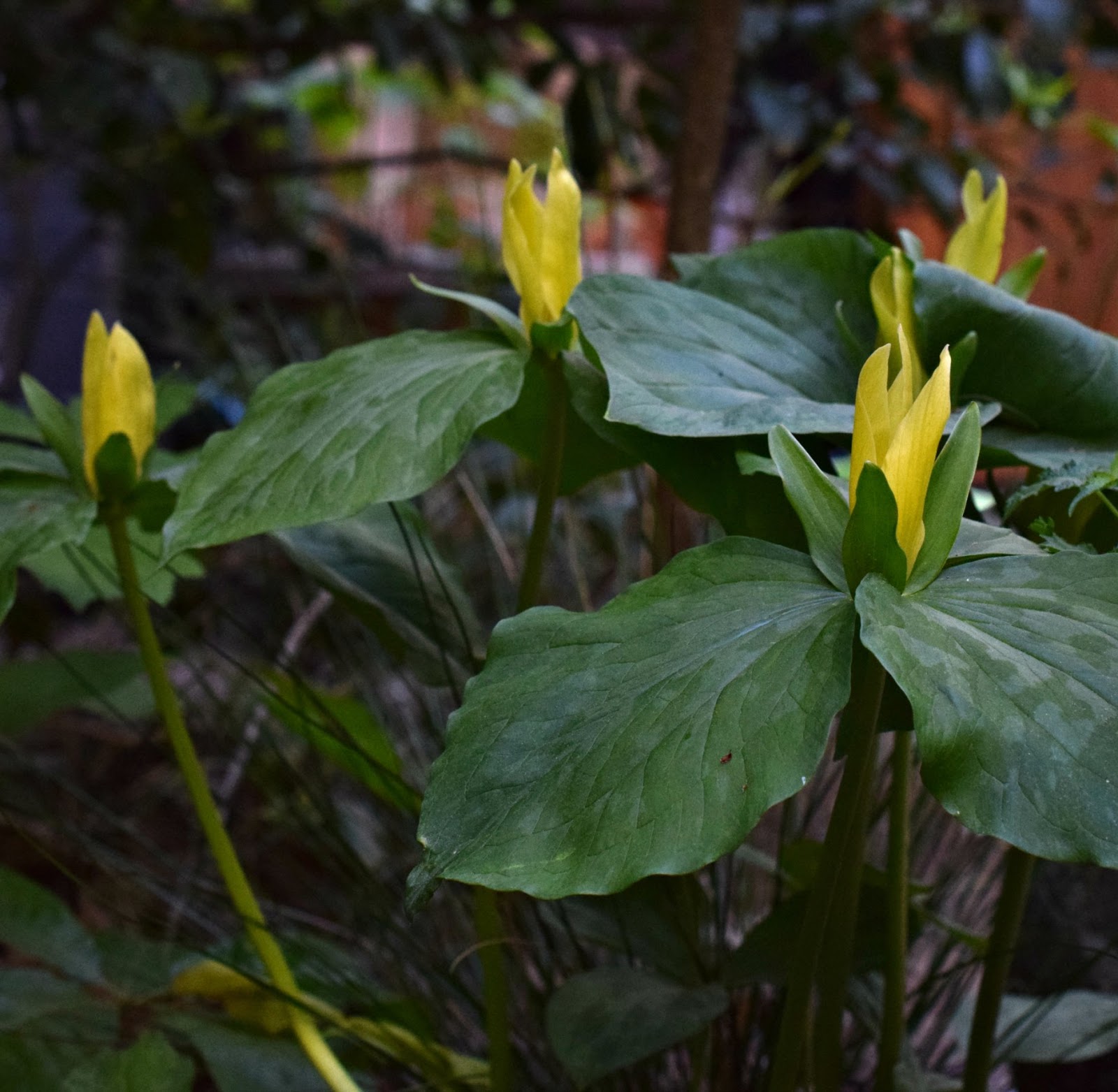 Using Georgia Native Plants: The Virtual Tour – Up Close