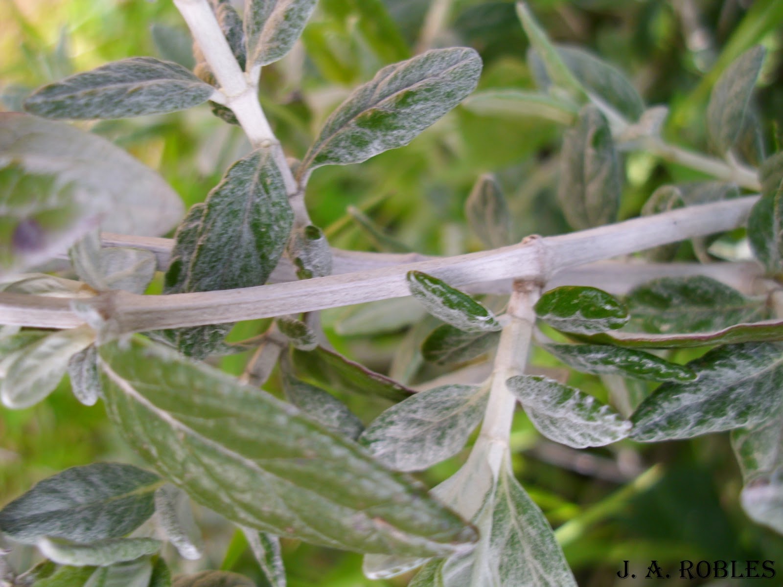 Silencio verde, la vida...: Teucrium fruticans (olivilla, teucrio)