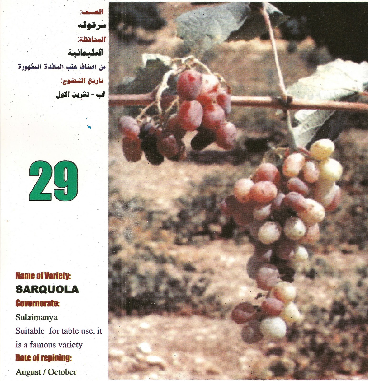 Kurdistan Agriculture: KURDISTAN: Grape Varieties Part II اعناب ...