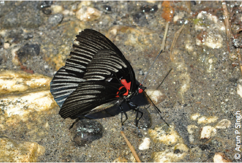 Indian Biodiversity Talks: Rare butterfly, The Empress, rediscovered ...
